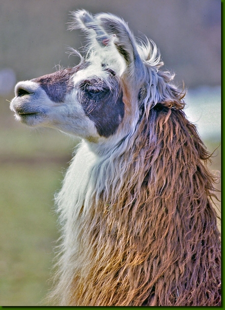 Lamas mâles -les pères fondateurs