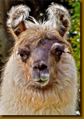 Les lamas de la Montagne Bleue