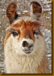 Les lamas de la Montagne Bleue